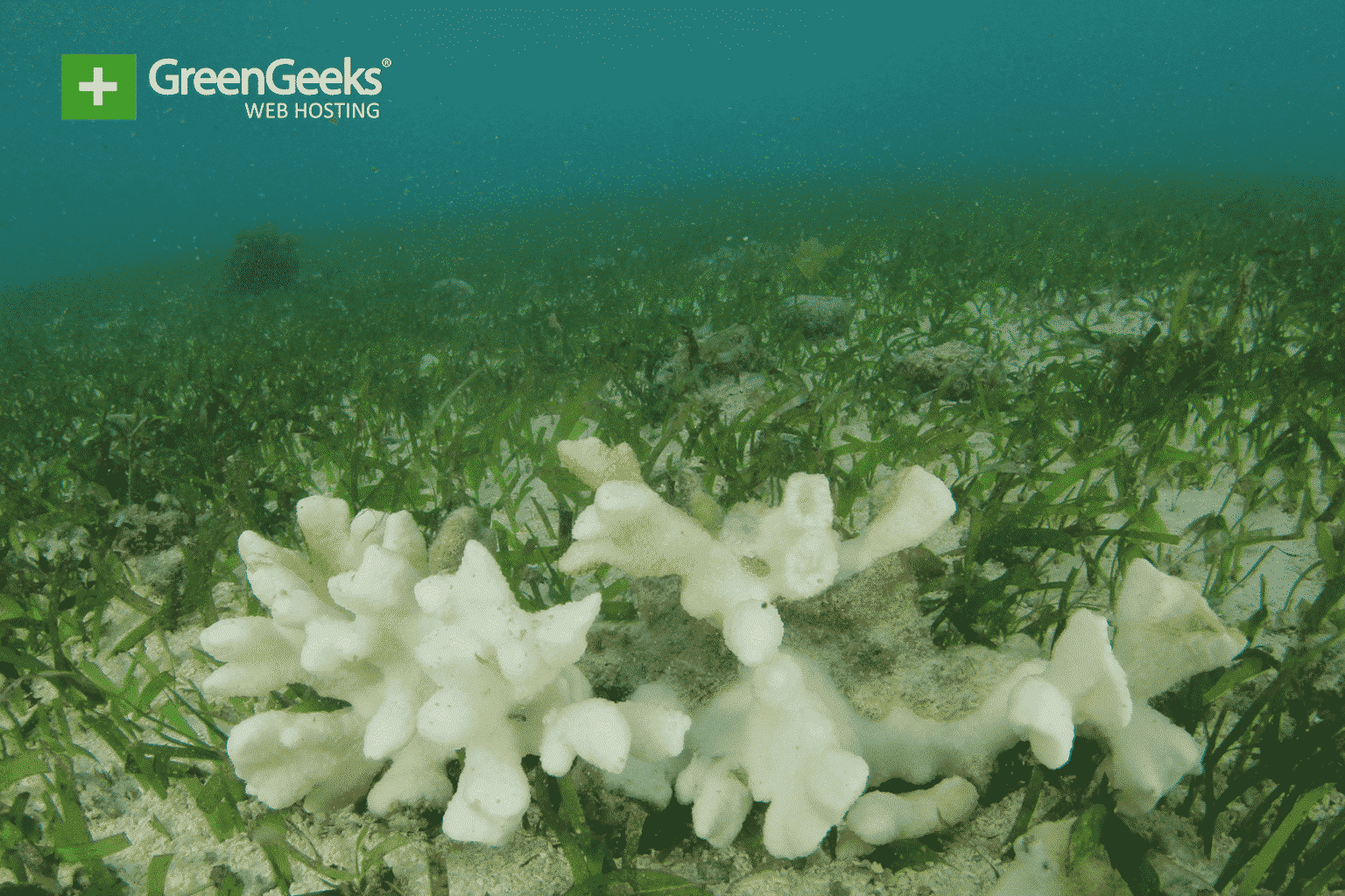 Coral Reefs May Go Extinct By 2100 Due to Climate Change