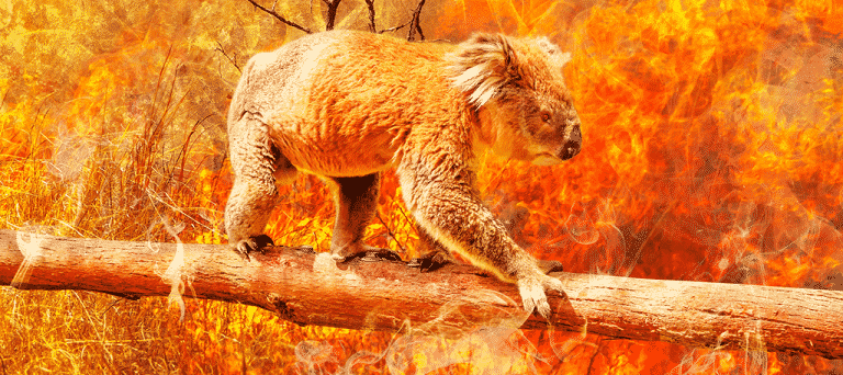 Koalas Are Facing Extinction As a result of the fires in Australia