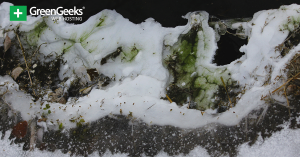 What Green Snow Means For Antarctica